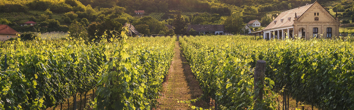 France – D'Arcy Wines